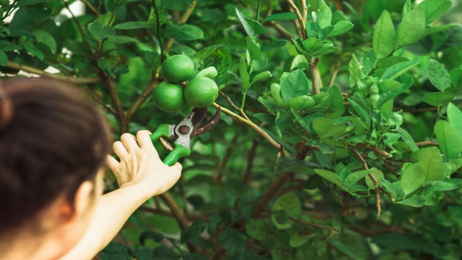 How and When to Harvest Limes