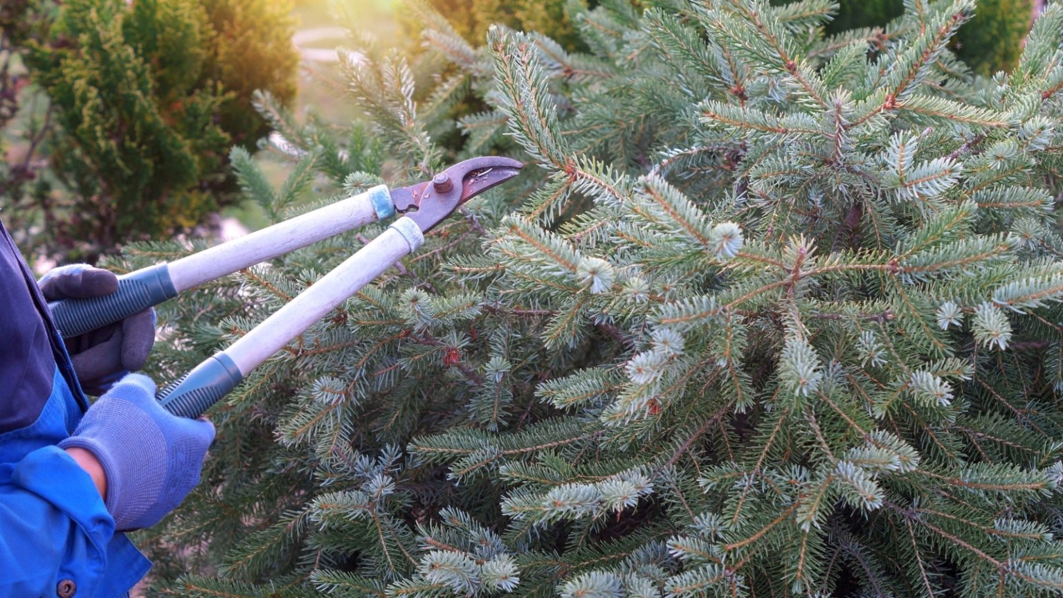 How to Plant, Grow, and Care for Blue Spruce Trees