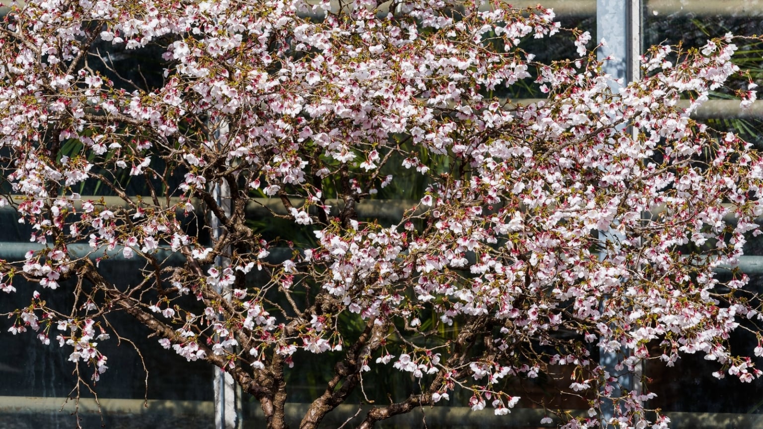 11 Trees With Unique, Twisted Branches That Look Good Bare