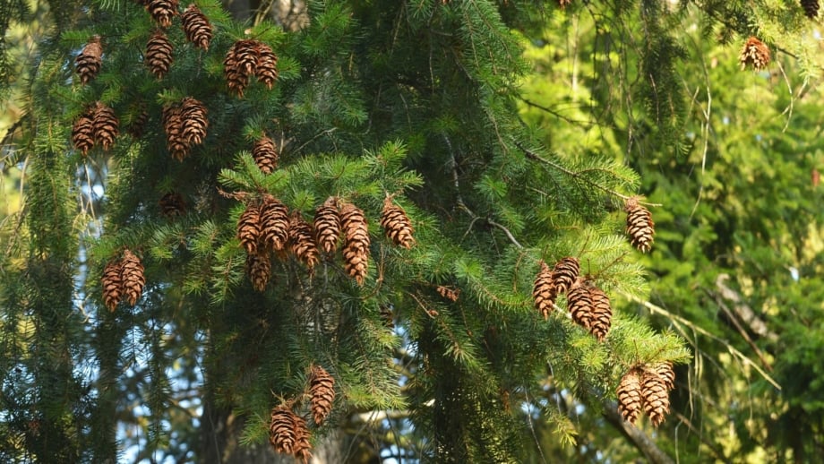 25 Popular Christmas Tree Types You Should Grow in Your Yard