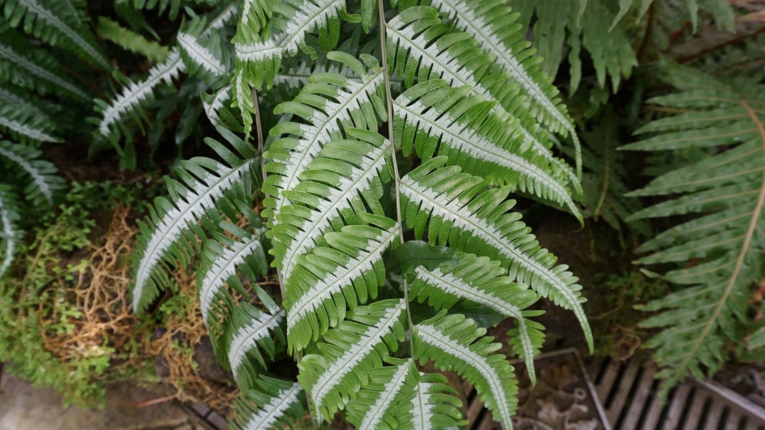 11 Houseplants With Delicate, Lacy Foliage
