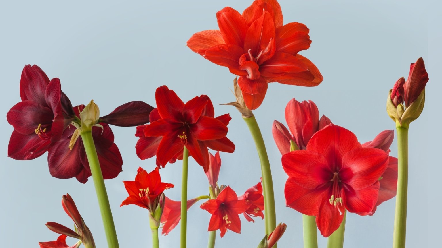 17 Amaryllis Varieties for Gorgeous Winter Blooms