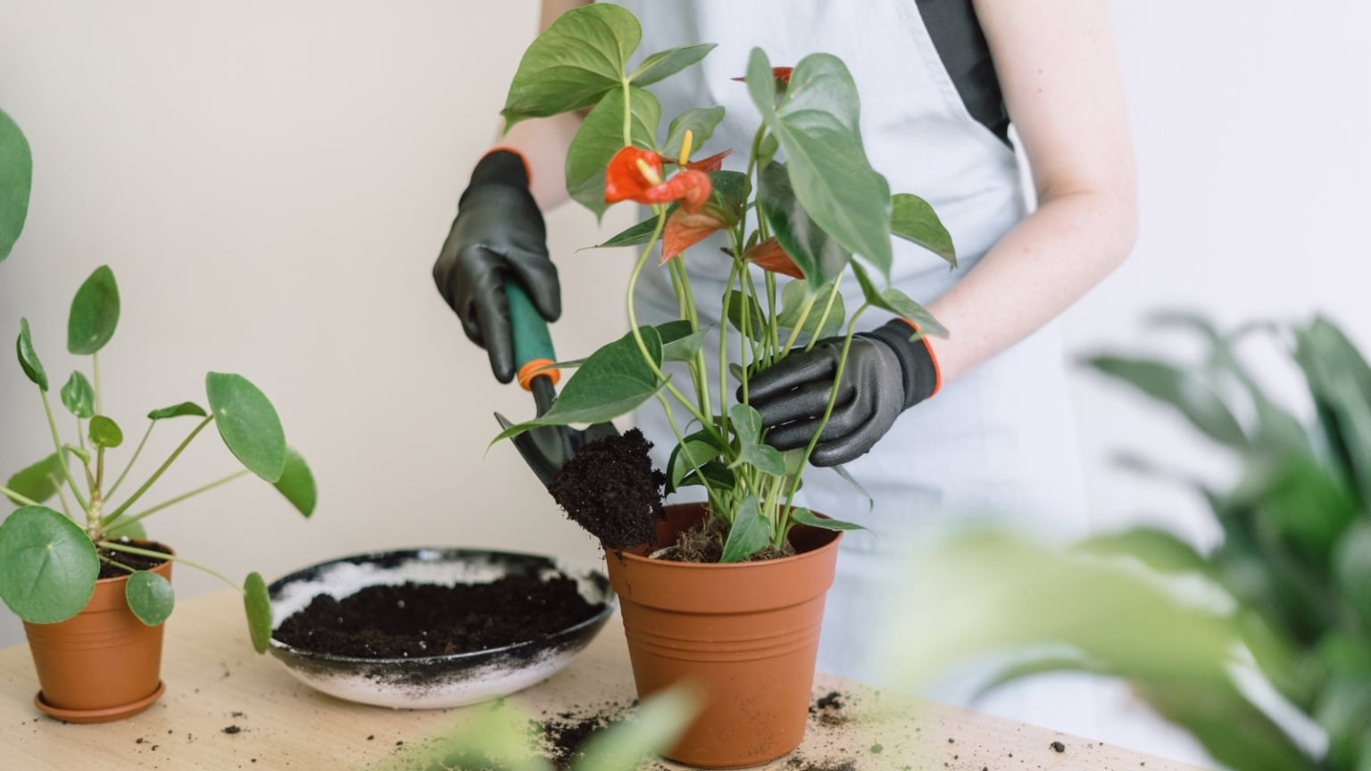 How to Plant, Grow, and Care for Flamingo Plants