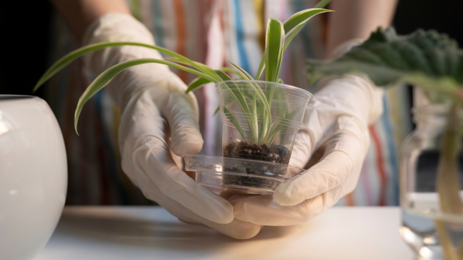 How to Root Spider Plant Babies: 7 Pro Tips