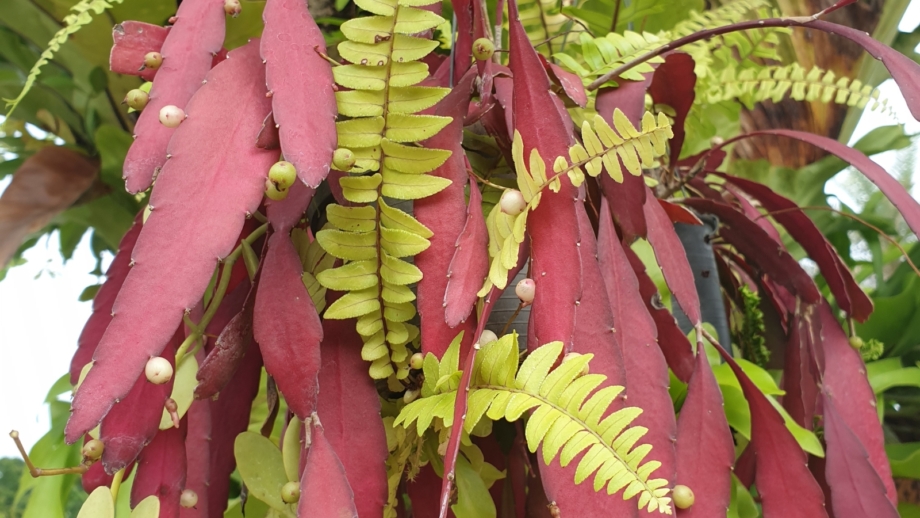 How to Plant, Grow, and Care For Red Mistletoe Cactus