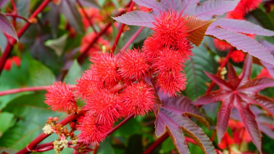 11 Plants That May Keep Moles Out of Your Yard