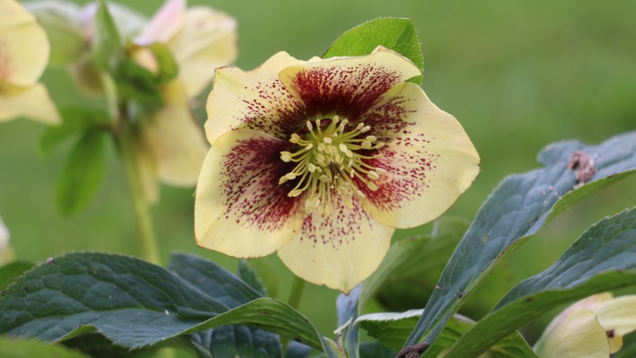 19 Showstopping Hellebore Varieties to Grow for Winter Blooms