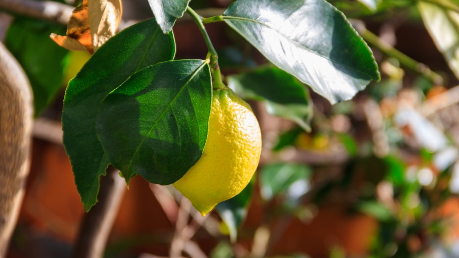 Why Your Lemon Tree is Dropping Flowers: 9 Causes and Cures