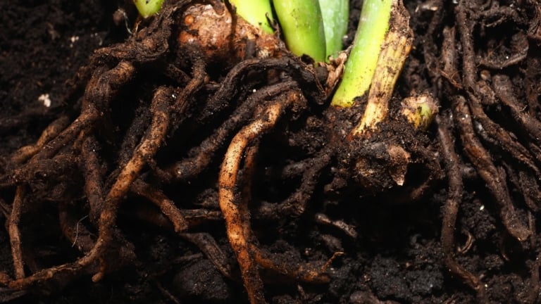 9 Pothos Plant Diseases: Prevention and Treatment