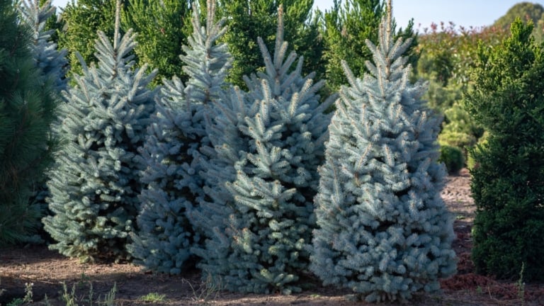 How to Plant, Grow, and Care for Blue Spruce Trees