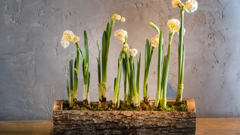 15 Holiday-Inspired Indoor Plant Ideas