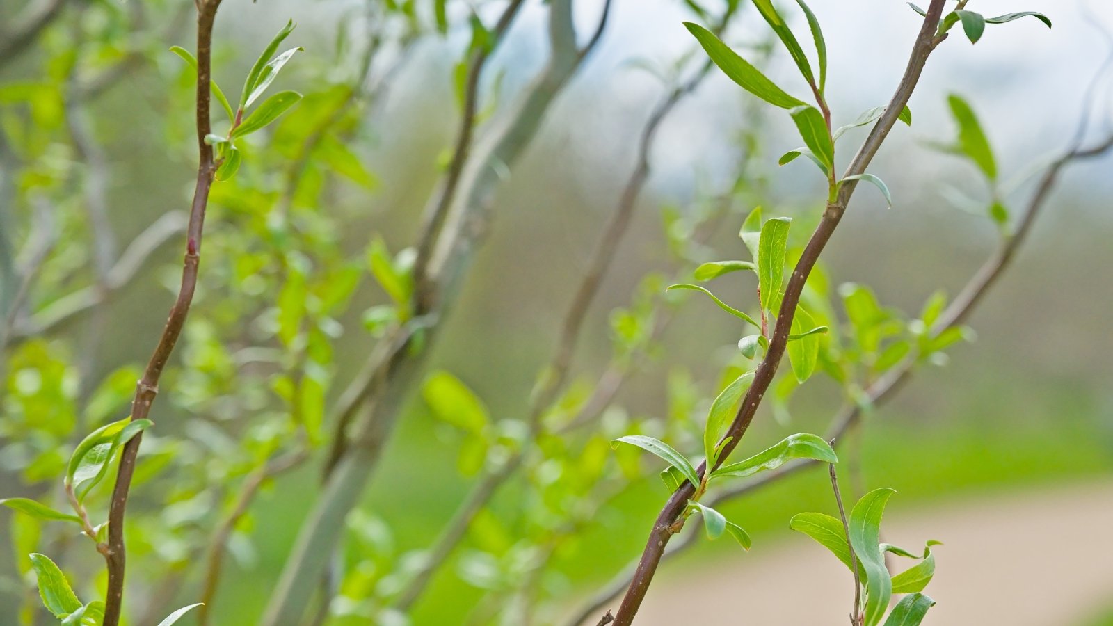 11 Trees With Unique, Twisted Branches That Look Good Bare