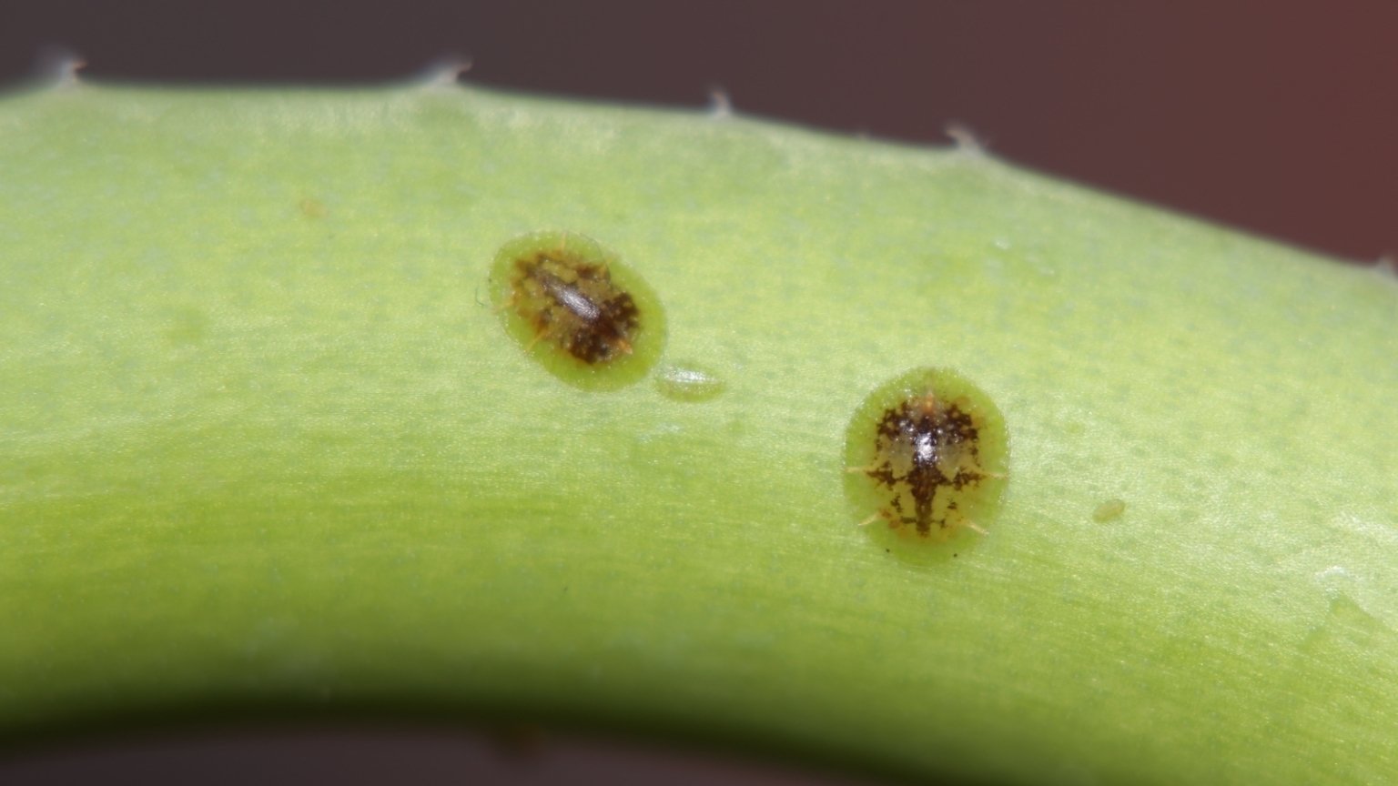 How to Plant, Grow, and Care for Arrowroot