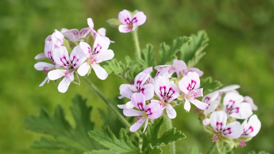 15 Fragrant Houseplants to Freshen Your Indoor Garden - Epic Gardening