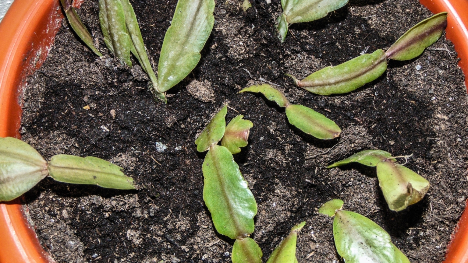 7 Signs Your Christmas Cactus is Stressed and How to Fix Them