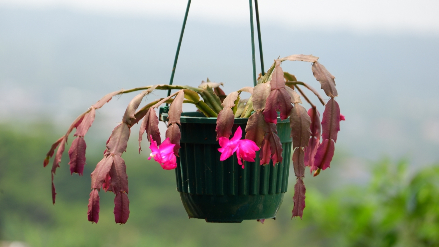 7 Signs Your Christmas Cactus is Stressed and How to Fix Them