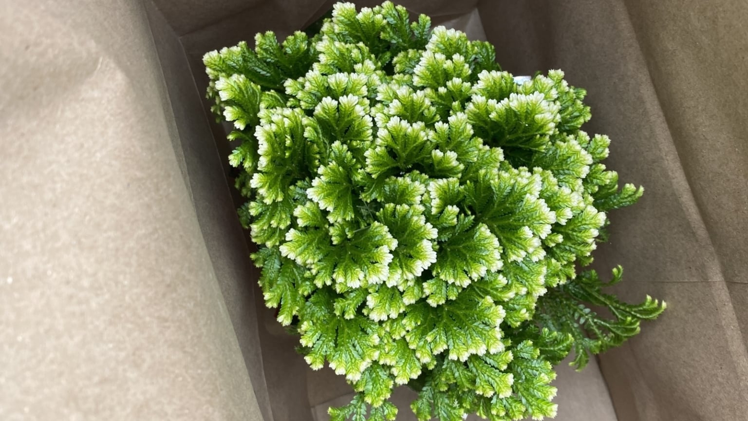 How to Plant, Grow, and Care for Frosty Ferns