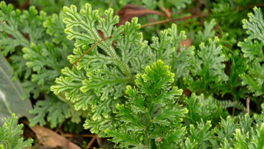 How to Plant, Grow, and Care for Frosty Ferns