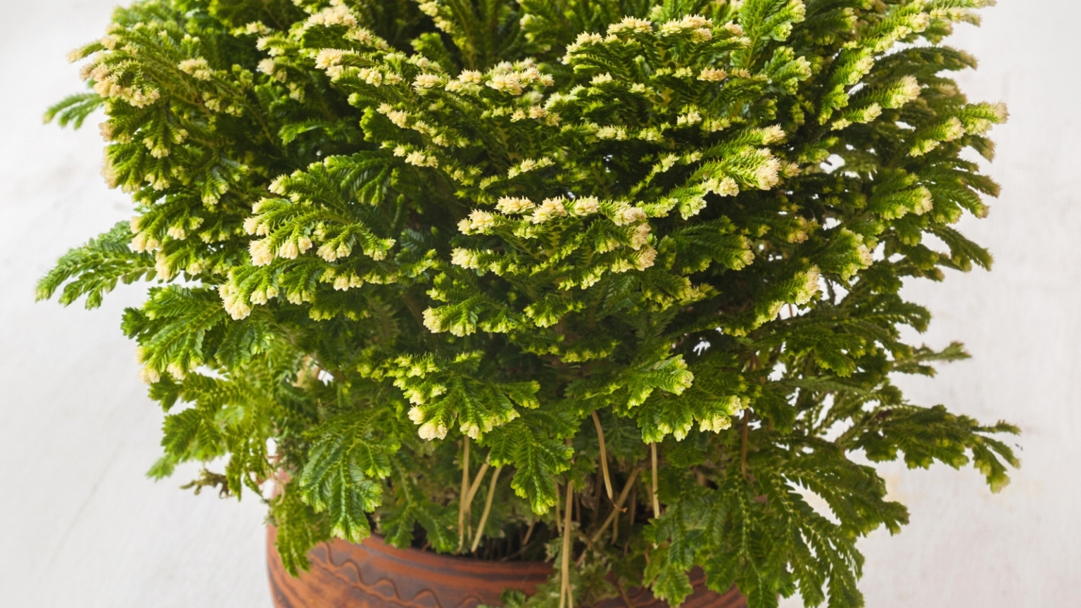 How to Plant, Grow, and Care for Frosty Ferns