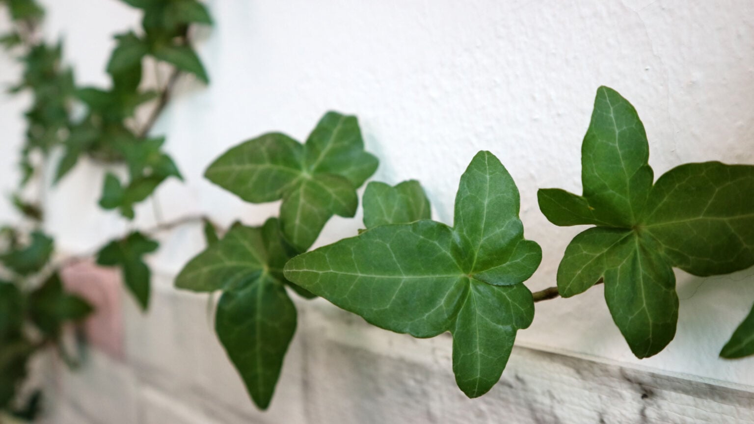 How to Grow Ivy as a Houseplant: 7 Care Tips