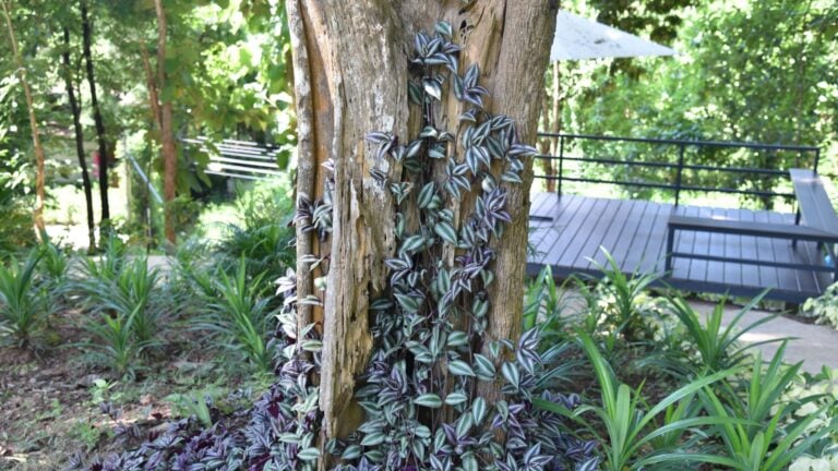 Wandering Jew Plant: Care and Growing Tips- Epic Gardening