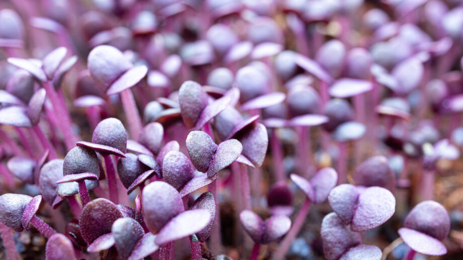 13 Healthy Microgreens You Should Grow on Your Kitchen Counter this Year