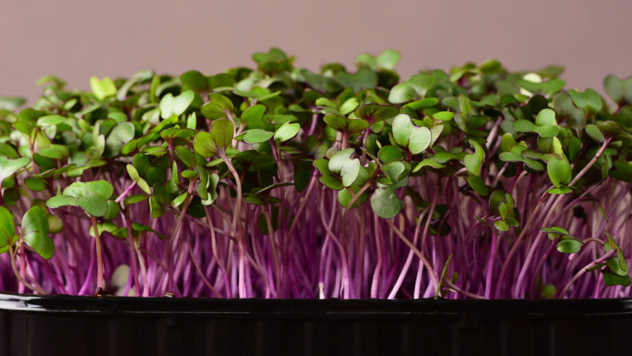 13 Healthy Microgreens You Should Grow on Your Kitchen Counter this Year