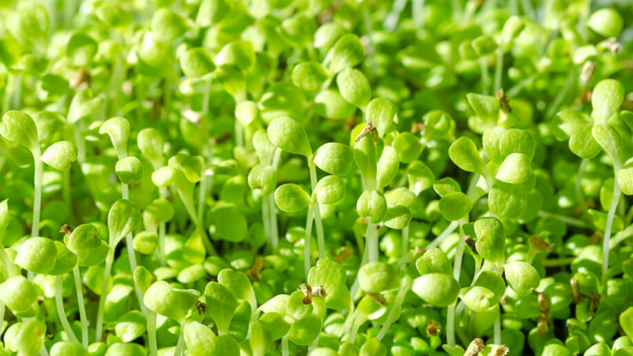 13 Healthy Microgreens You Should Grow on Your Kitchen Counter this Year