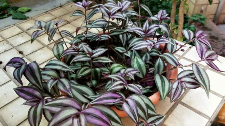 Wandering Jew Plant: Care and Growing Tips- Epic Gardening