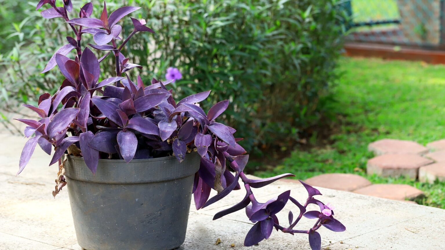 Wandering Jew Plant: Care and Growing Tips- Epic Gardening