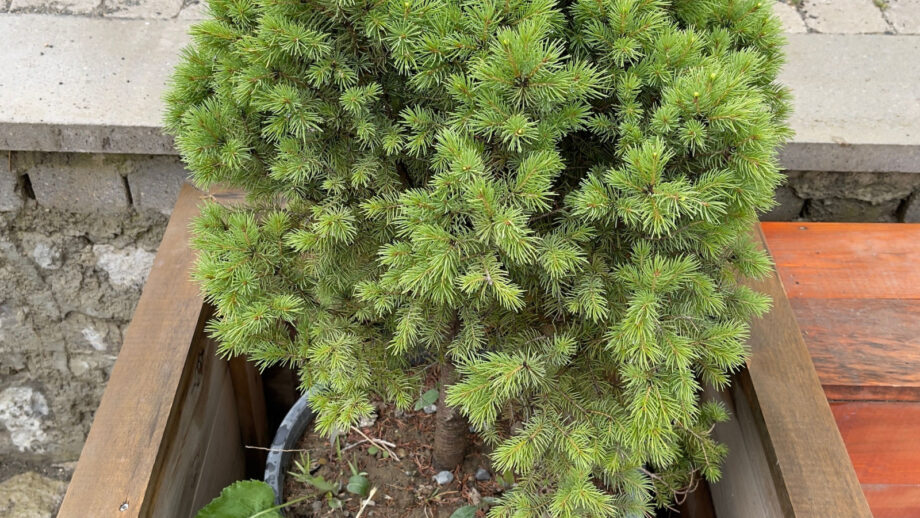 How to Plant, Grow, and Care for Dwarf Alberta Spruce Trees