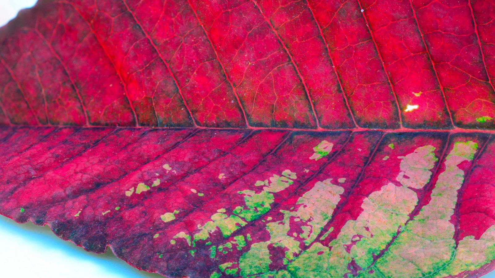 9 Poinsettia Diseases to Watch for This Season