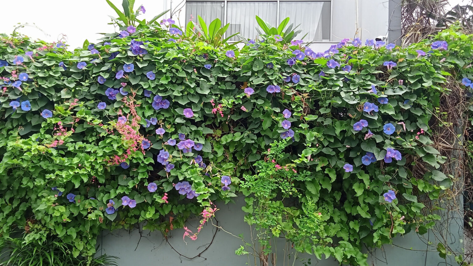 How to Plant, Grow, and Care for Ipomoea Tricolor
