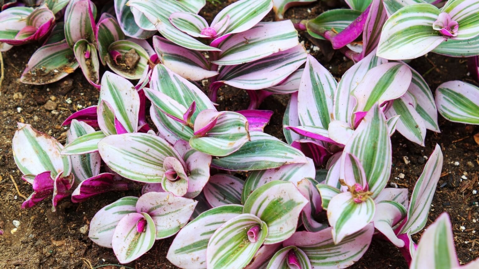 Wandering Jew Plant: Care and Growing Tips- Epic Gardening