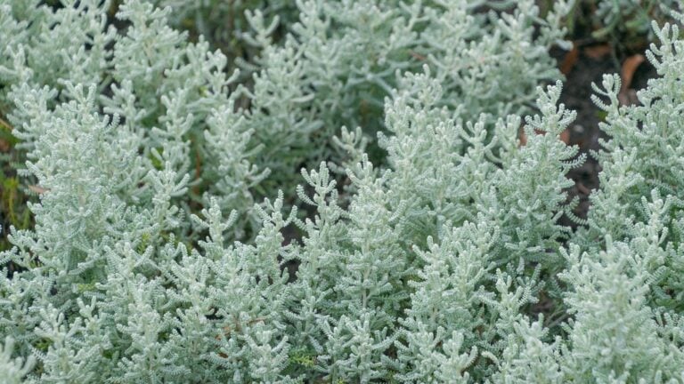 How to Plant, Grow, and Care for Santolina Chamaecyparissus