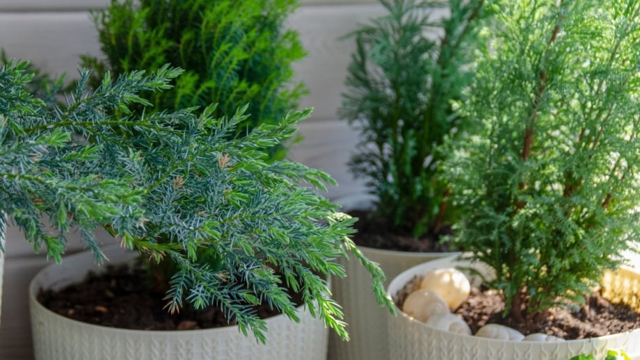 9 Reasons Your Lemon Cypress Tree is Dying and How to Save It - Epic ...