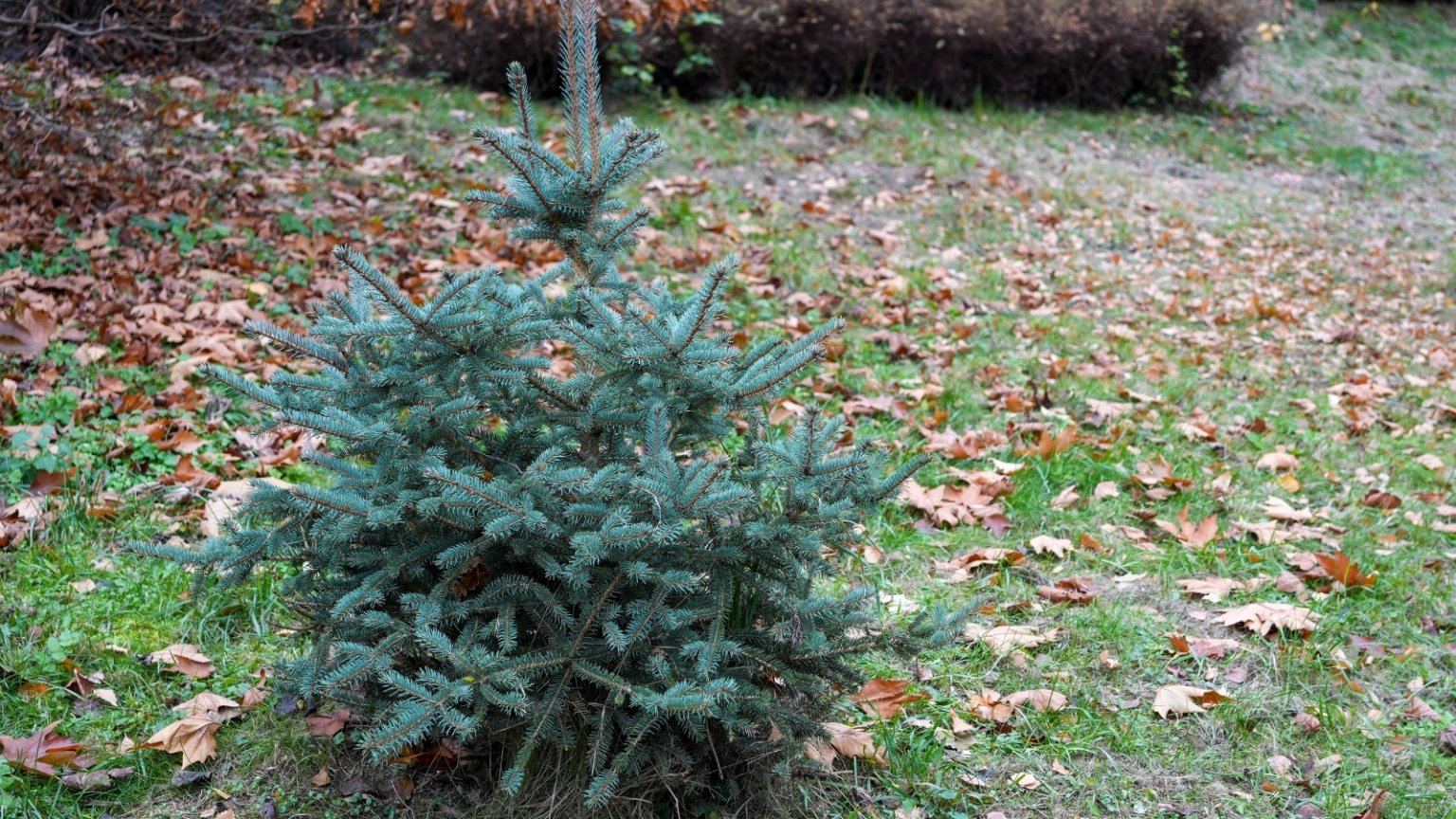 How to Plant, Grow, and Care for Blue Spruce Trees