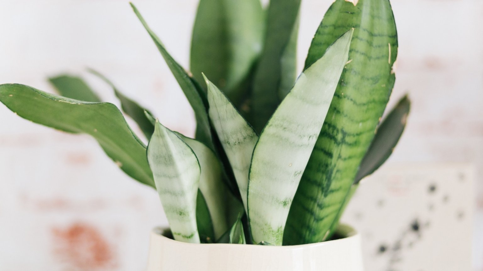 14 Best Indoor Shade Plants for Low-Light Rooms