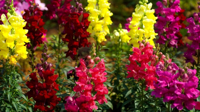 15 Best Flowers You Can Plant in September for Fall Blooms