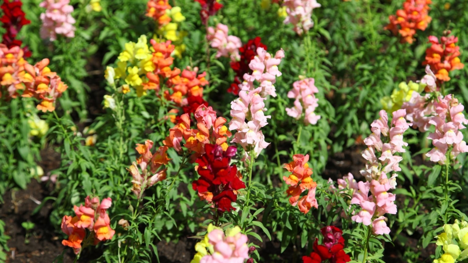 11 Flower Seeds You Can Sow on the Snow