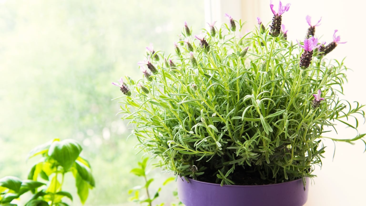 Lavender Varieties: 31 Different Types of Lavender Cultivars