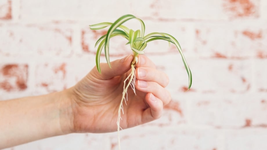 How and Why to Cut Off Spider Plant Babies (Spiderettes) – Nature's Gateway