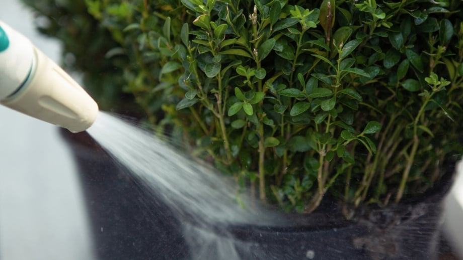 9 Reasons Your Lemon Cypress Tree is Dying and How to Save It - Epic ...