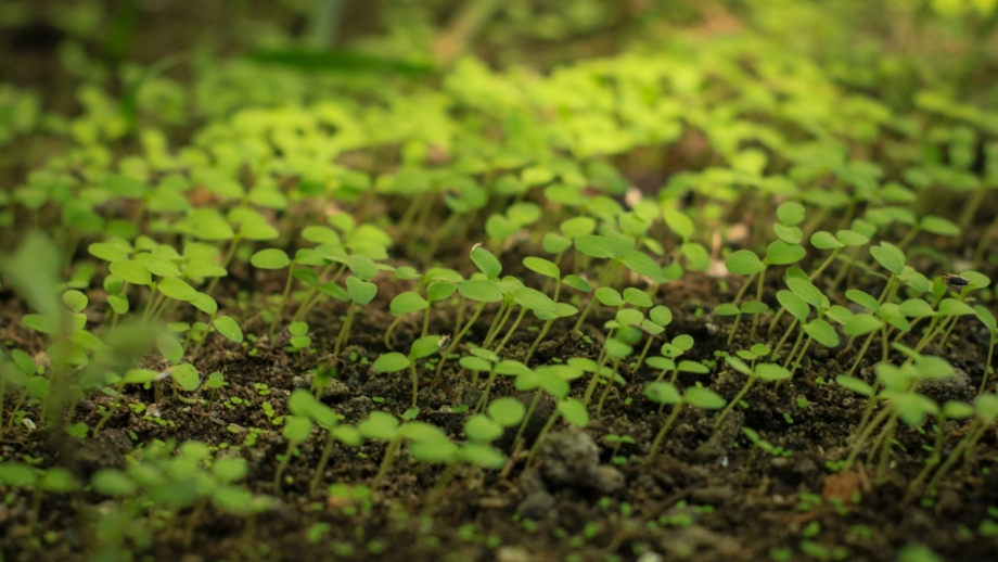 35 Healthy Edible Plants to Grow Indoors In Winter