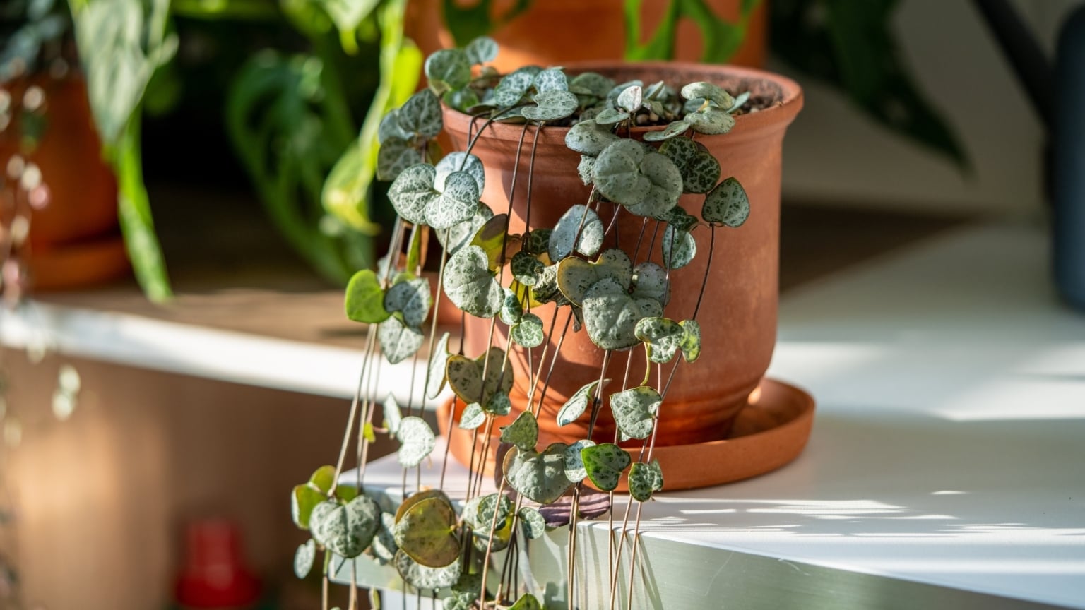 15 Unexpected Plants to Give this Valentine's Day