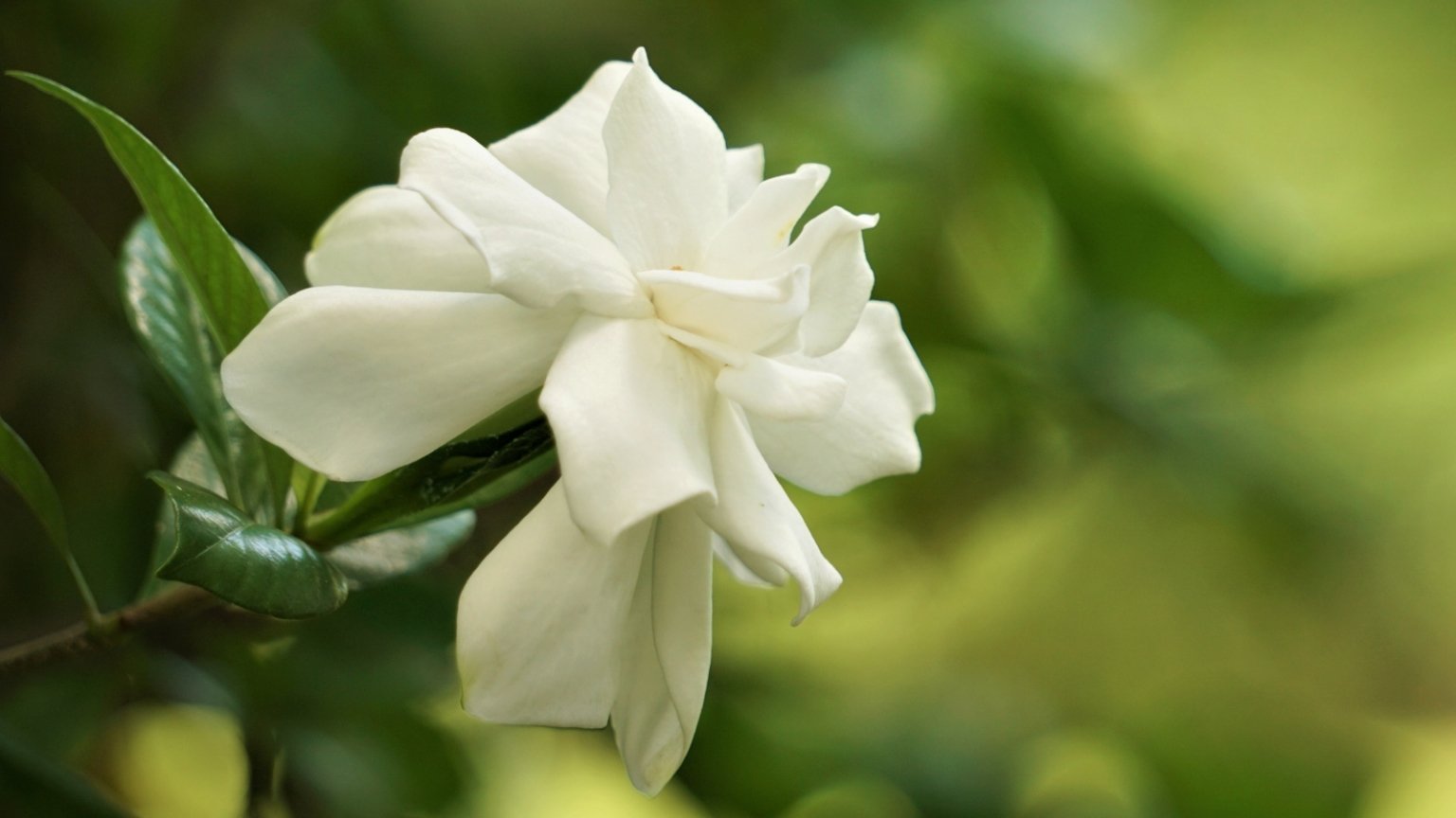 The 13 Cold-Hardiest Gardenias to Try