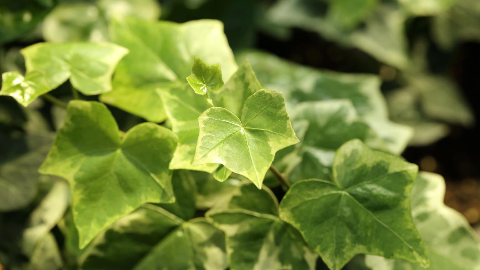 How to Grow Ivy as a Houseplant: 7 Care Tips