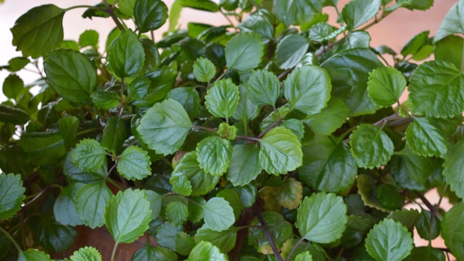 21 Houseplants That Like Low Humidity