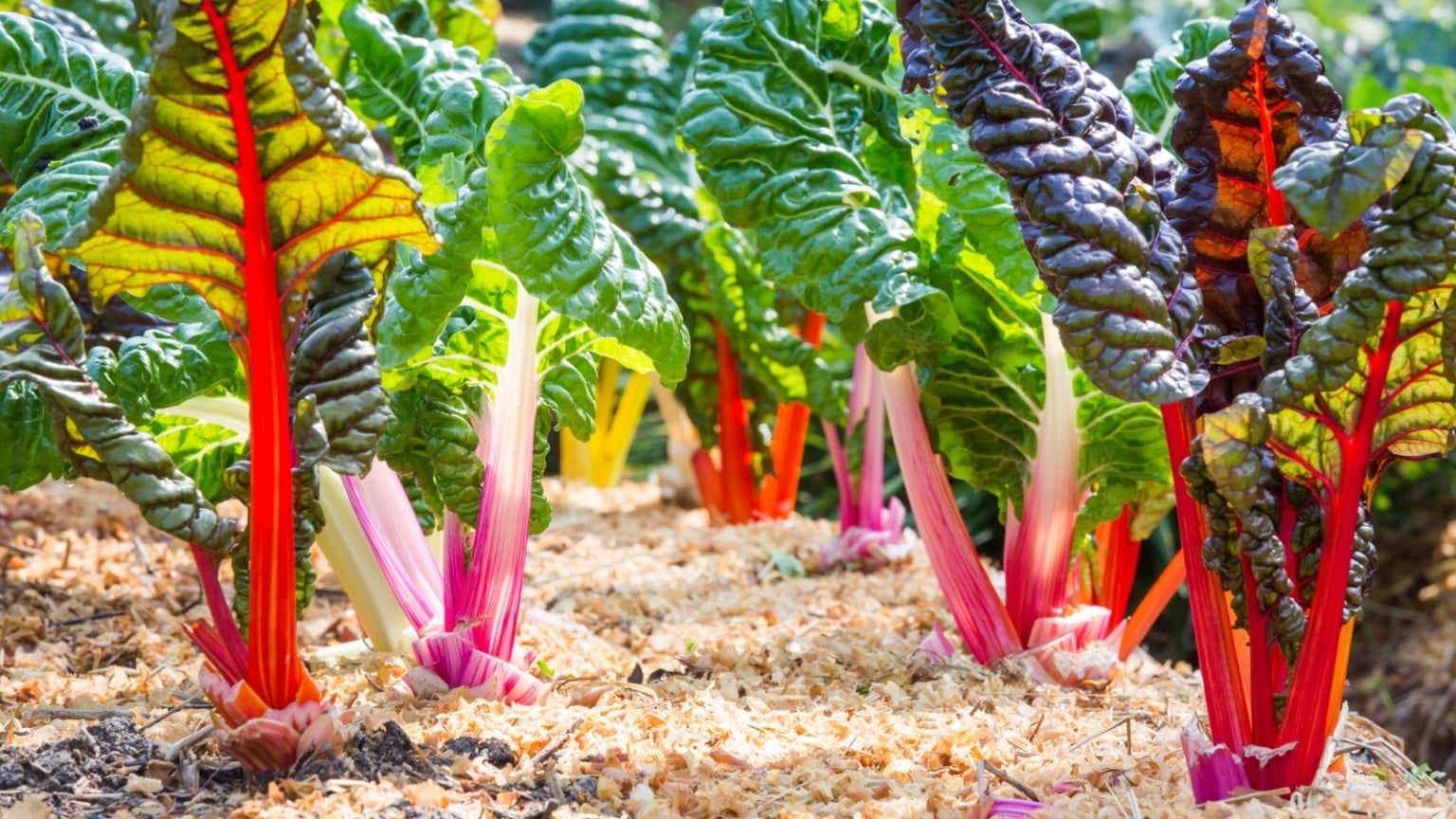 How to Plant, Grow, and Care for Swiss Chard
