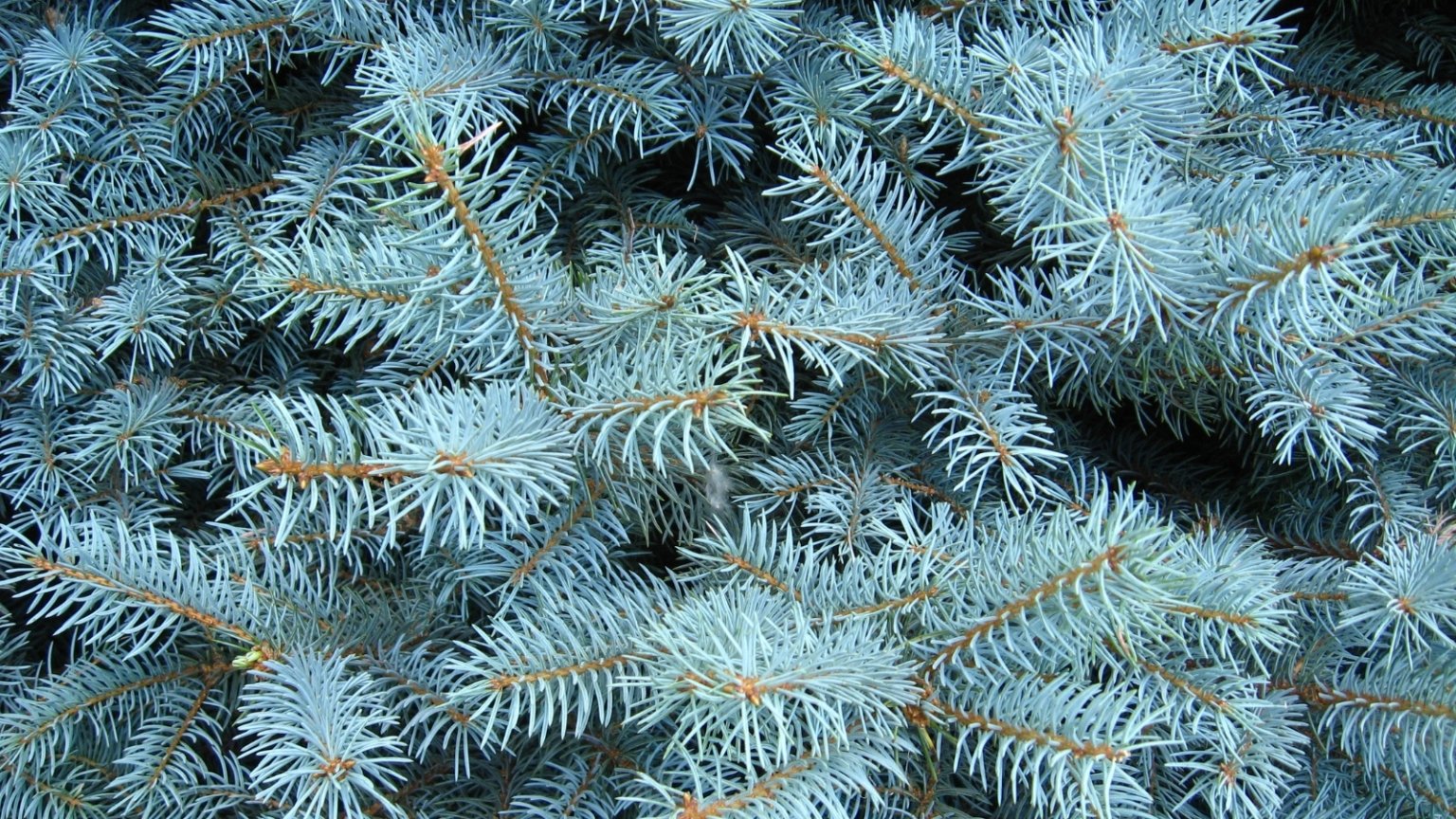 How to Plant, Grow, and Care for Blue Spruce Trees